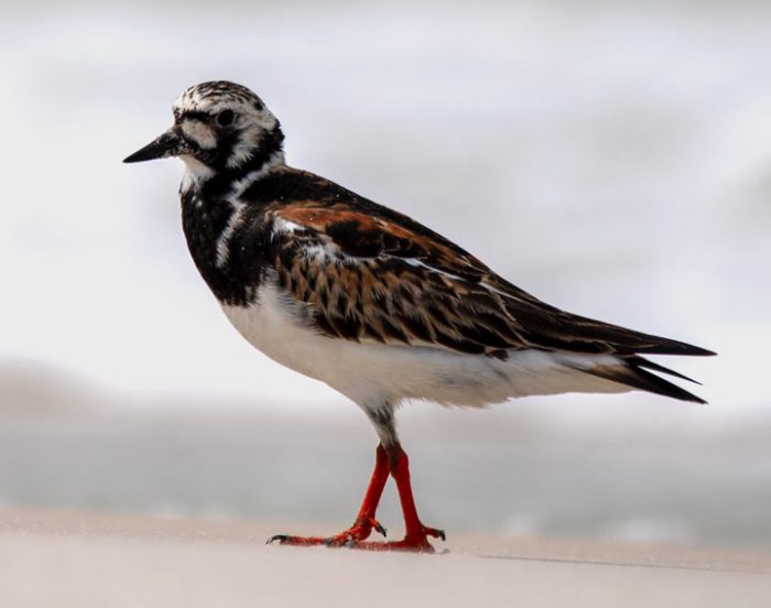 Santa Rosa Island Authority | Share the Beach with Shorebirds this Spring